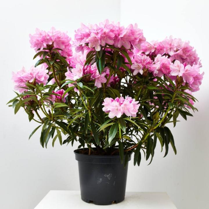 Verdecora - Envío Gratis* | Miravia